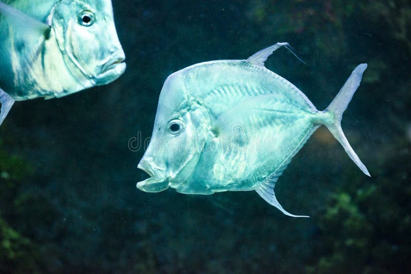 Fish Silver Moonfish,Lookdowns-Selene Vomer Stock Image - Image of ...