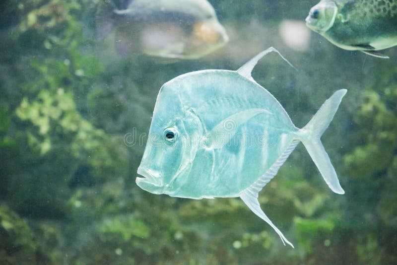 Fish Silver Moonfish,Lookdowns-Selene Vomer Stock Image - Image of deep ...