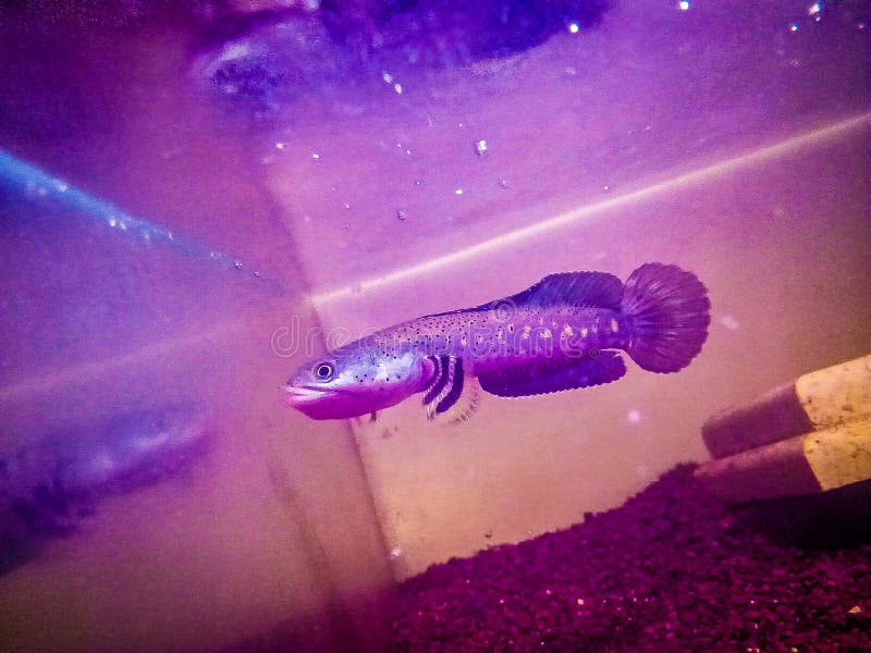 Fish sinking in water stock photo. Image of current - 281723654