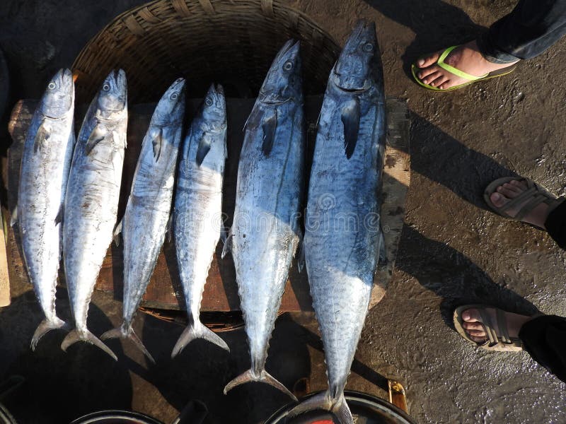 Fish size comparison stock photo. Image of size, comparison - 116372764