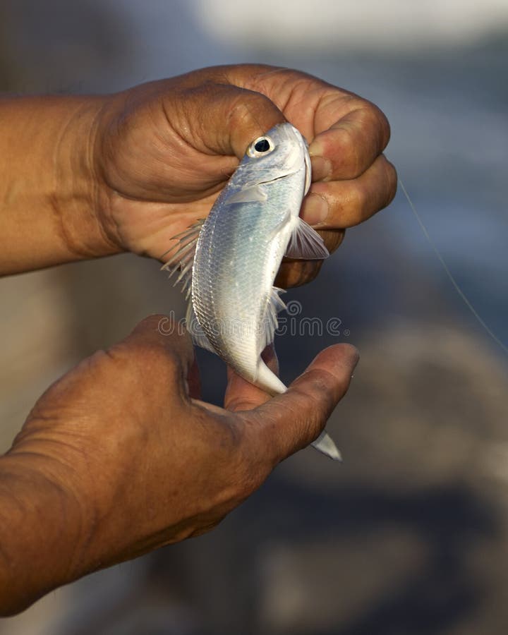 Fish size comparison stock image. Image of salmon, fish - 116372765