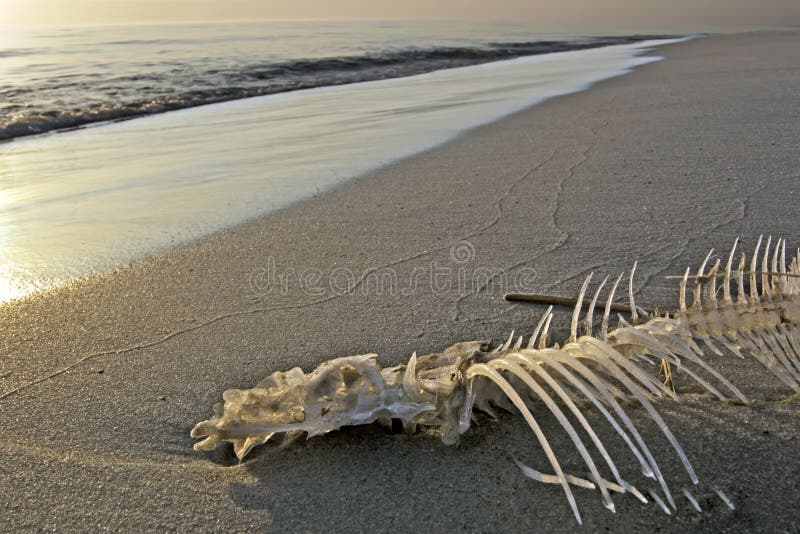 Fish skeleton stock photo. Image of sadness, dead, rotten - 13393392