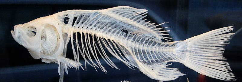 Fish skeleton stock photo. Image of white, undersea, animal - 86311322