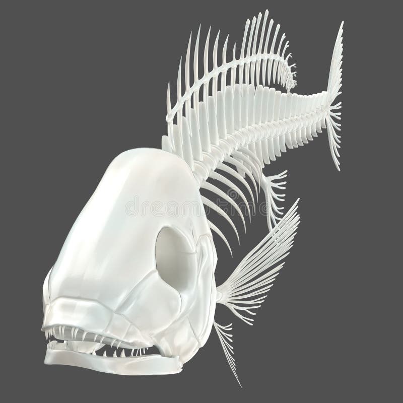 Fish Skeleton Stock Illustrations – 8,001 Fish Skeleton Stock ...