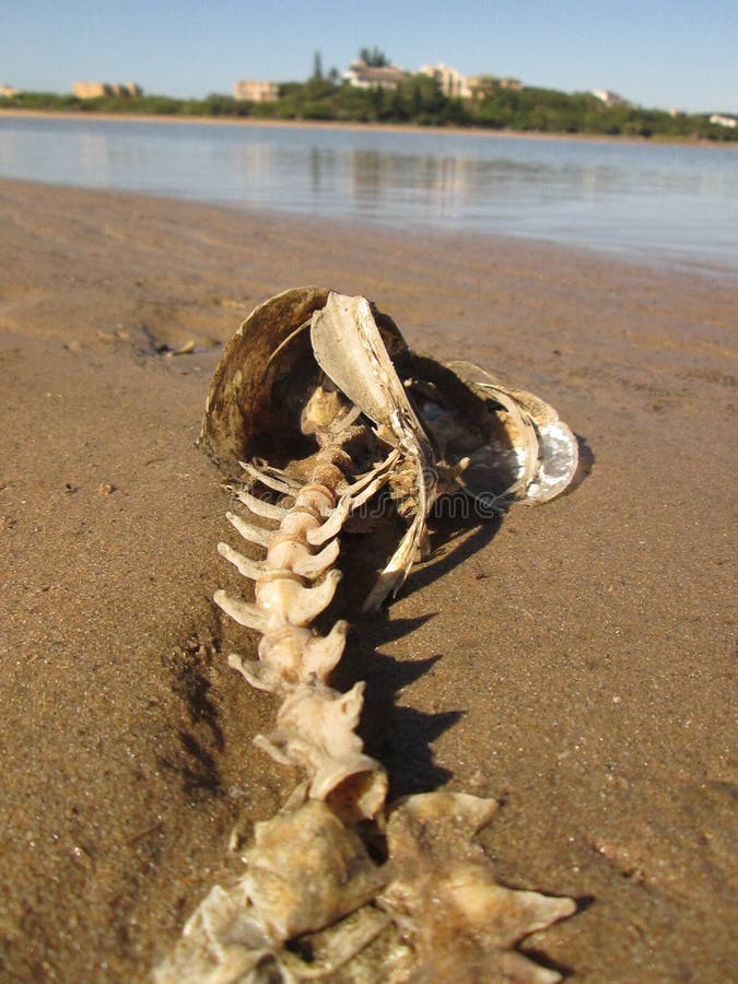 Fish Skeleton on Beach with Head and Spine Stock Image - Image of ...