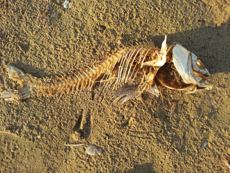 Fish skeleton stock photo. Image of shore, fish, bones - 49320662