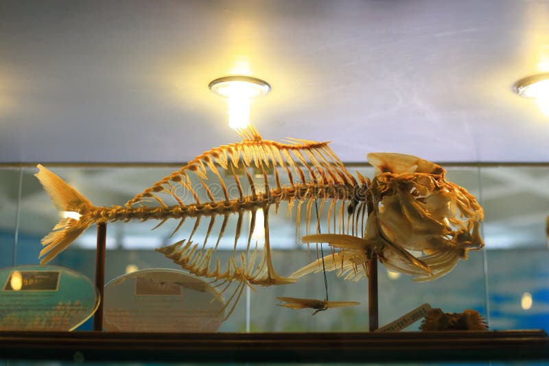 Fish skeleton editorial photo. Image of fish, marine - 54101666