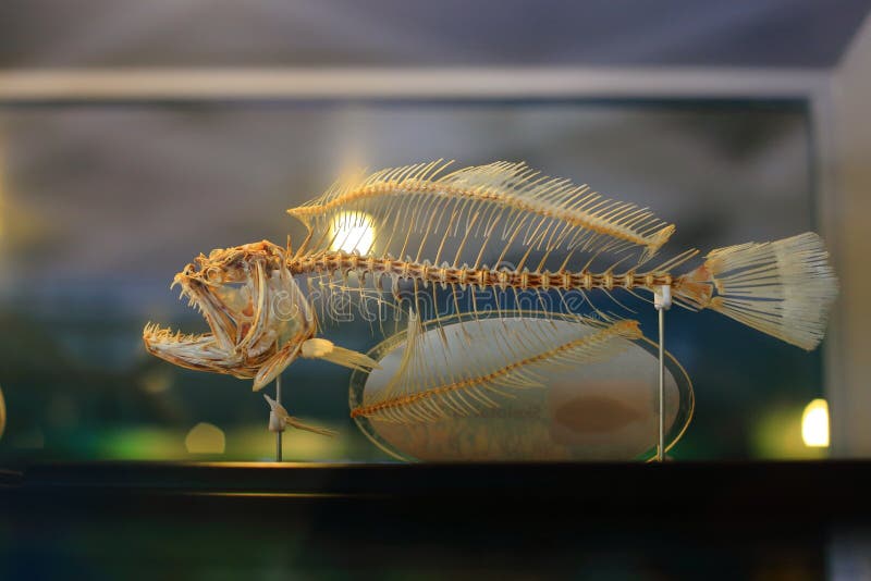 3,424 Fish Skeleton Stock Photos - Free & Royalty-Free Stock Photos ...