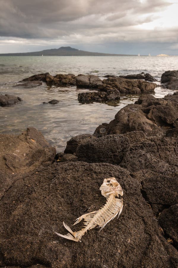 Fish Skeleton Lying on Rocks Stock Photo - Image of closeup ...