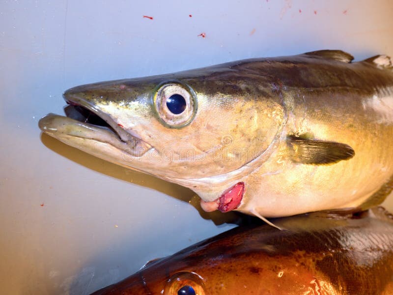 Fish Skeleton in a Plastic Crate. the Skeleton of the Cod Fish after ...