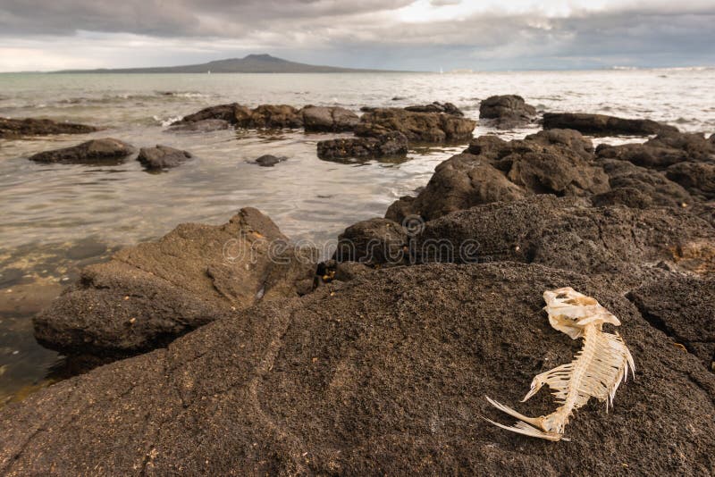 Fish Skeleton on Volcanic Rocks Stock Photo - Image of fishbone ...