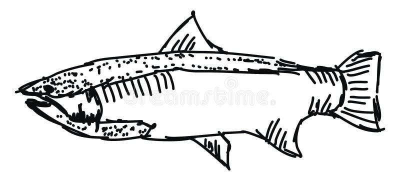 Fish Sketch, Illustration, Vector Stock Vector - Illustration of ...