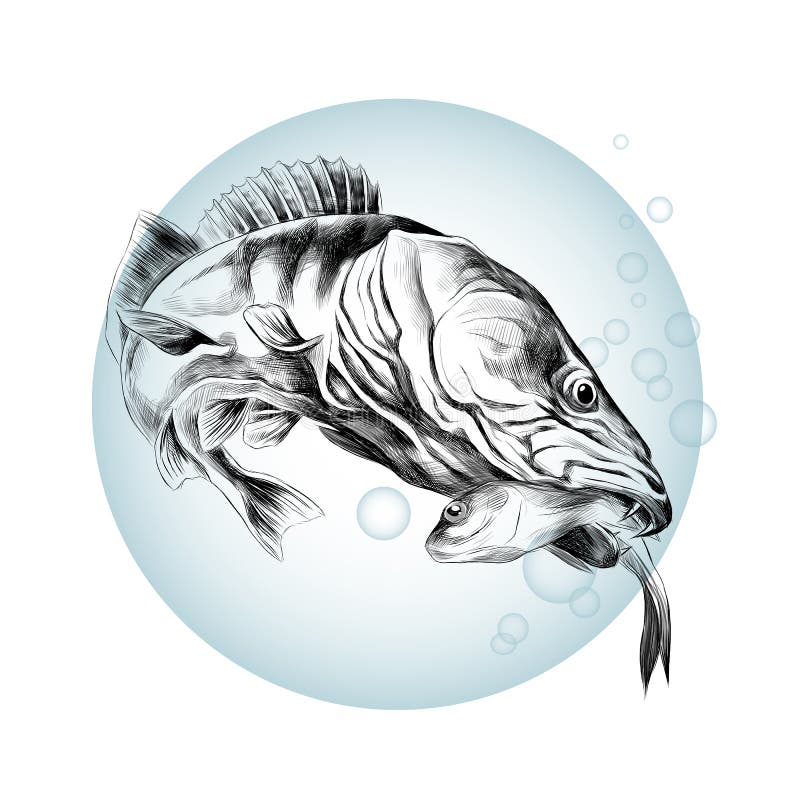 Fish sketch vector stock vector. Illustration of monochrome - 88842125
