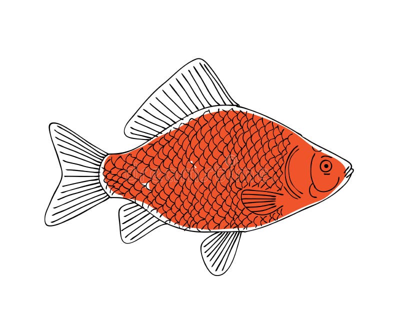 Fish Sketch stock vector. Illustration of ocean, water - 52637467