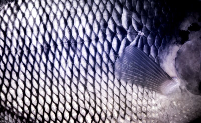 Fish Spa Skin Therapy stock photo. Image of salon, care - 20245368