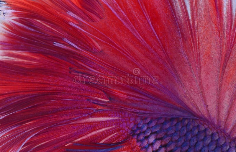 Fish skin stock photo. Image of animal, texture, splendens - 61963198
