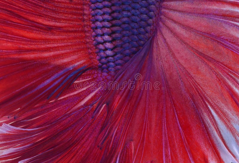 Fish skin stock image. Image of exotic, fighting, freshwater - 61963113