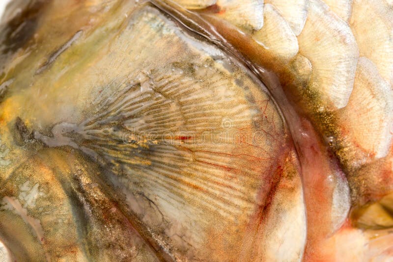 Fish skin. macro stock image. Image of freshwater, natural - 105572941