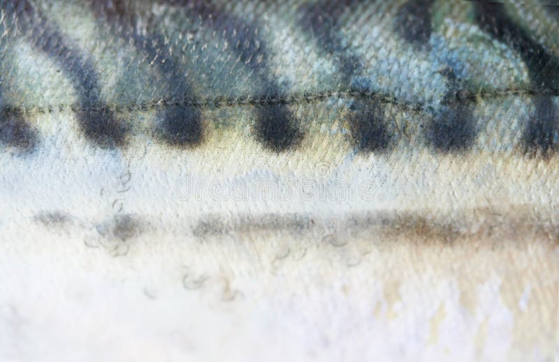 Fish skin texture stock photo. Image of exotic, blue - 24193378