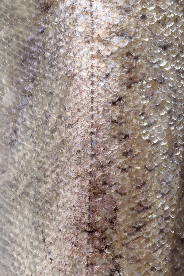 Fish skin texture detail. stock image. Image of fish - 31925437