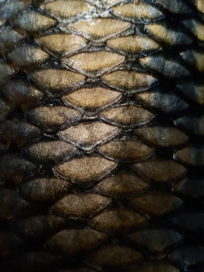 Fish Skin Texture for Textile or Background Use Stock Image - Image of ...