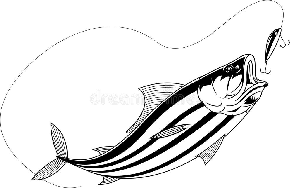 Outlined Skipjack Tuna Fish Catching the Fishing Lure Graphic Design ...