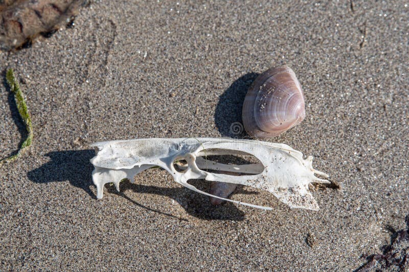 Fish Skull and Shell on the Beach Stock Image - Image of vacation, sand ...