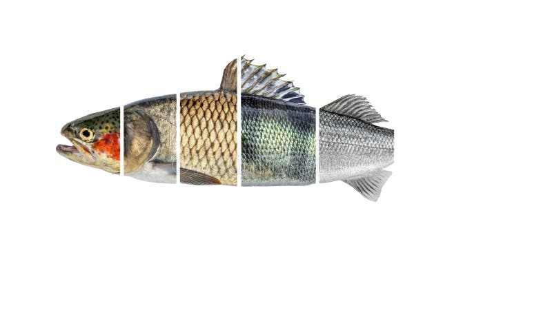 Fish Slices. Different Types of Fish are Collected in One Whole Stock ...