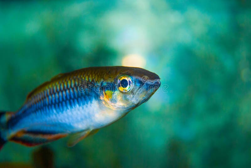 Fish stock image. Image of colourful, beautiful, rainbow - 43775385