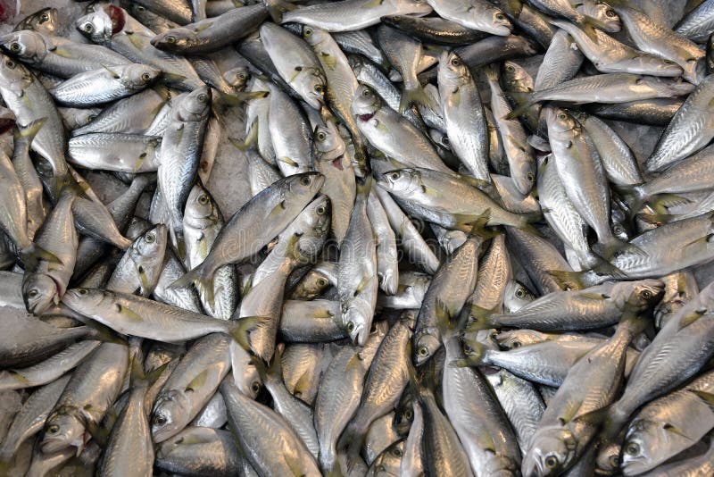 Fish, small bluefish stock image. Image of fish, grill - 55484969