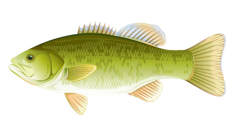Smallmouth Bass Fish Stock Illustrations – 46 Smallmouth Bass Fish ...