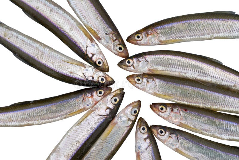 Fish Smelt 2 Picture. Image: 8256991