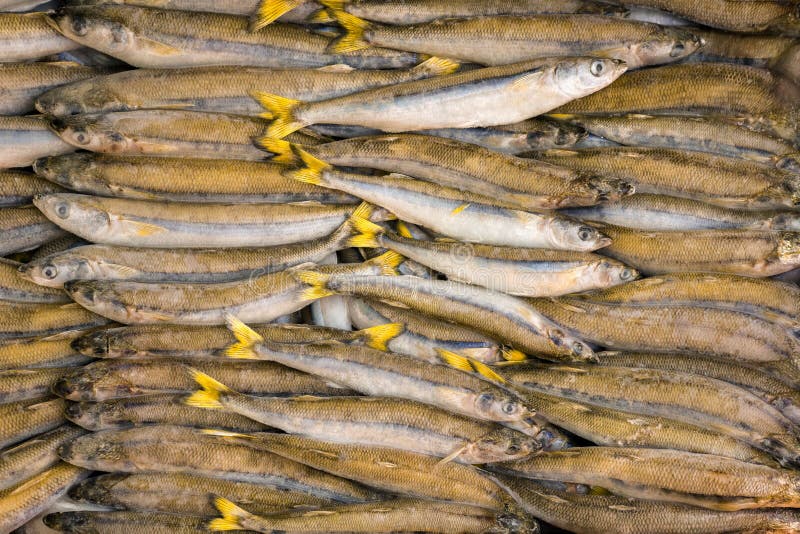 Fish Smelt stock image. Image of nature, fishing, groceries - 52426375