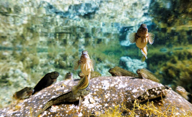 Fish with a Smile Posing in Front of the Camera Stock Photo - Image of ...