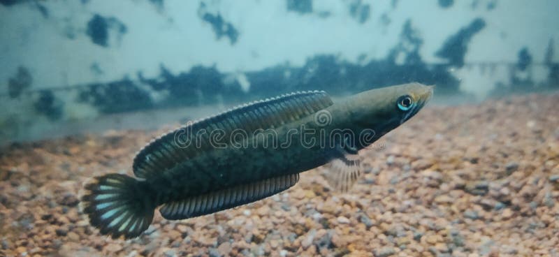 Fish Snake Head Aquarium Star Indo Treding Hobby Stock Image - Image of ...