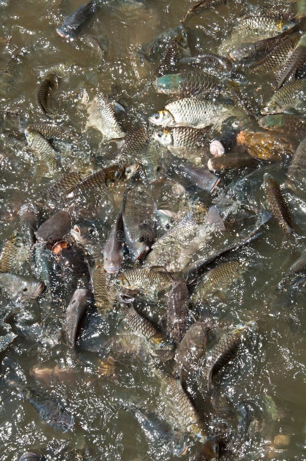 Fish food in the river stock photo. Image of grab, swim - 27852116