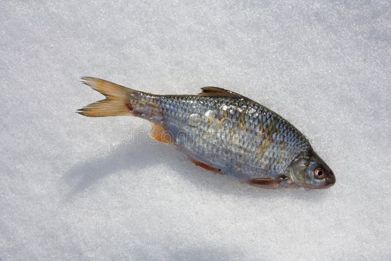 Fish in the snow stock image. Image of fresh, recreational - 24538935