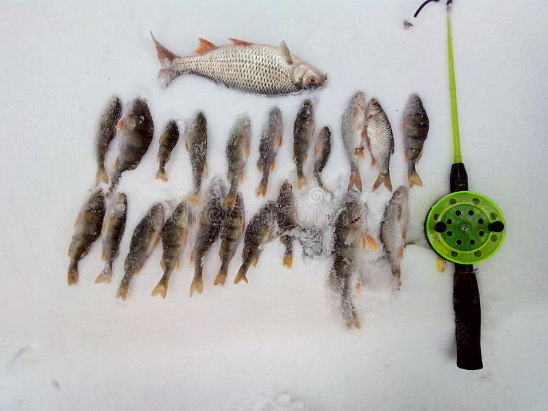 Fish in the snow stock image. Image of catch, winter - 177586985
