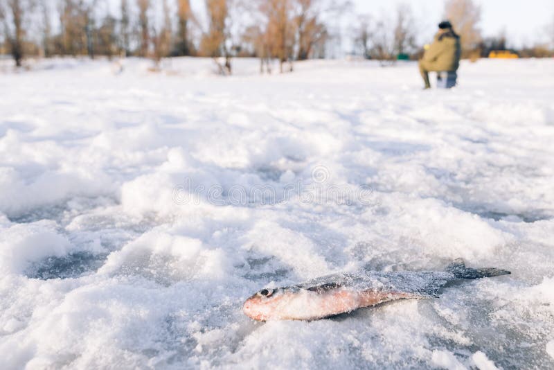 Fish in the Snow. Winter Fishing Stock Image - Image of fisherman, cold ...