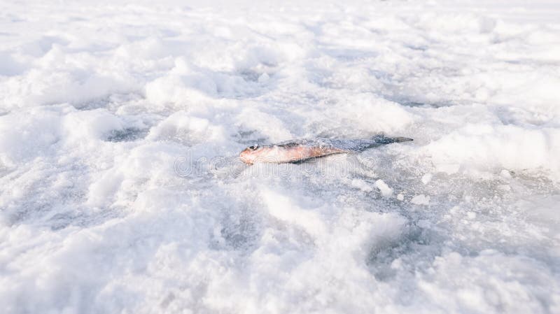Fish in the Snow. Winter Fishing Stock Image - Image of cold, lake ...