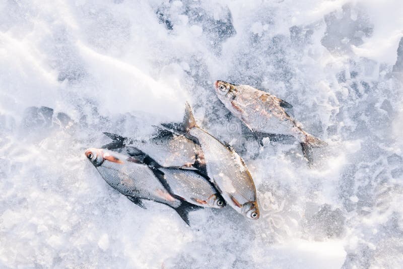 Fish in the Snow. Winter Fishing Stock Image - Image of fresh, pond ...
