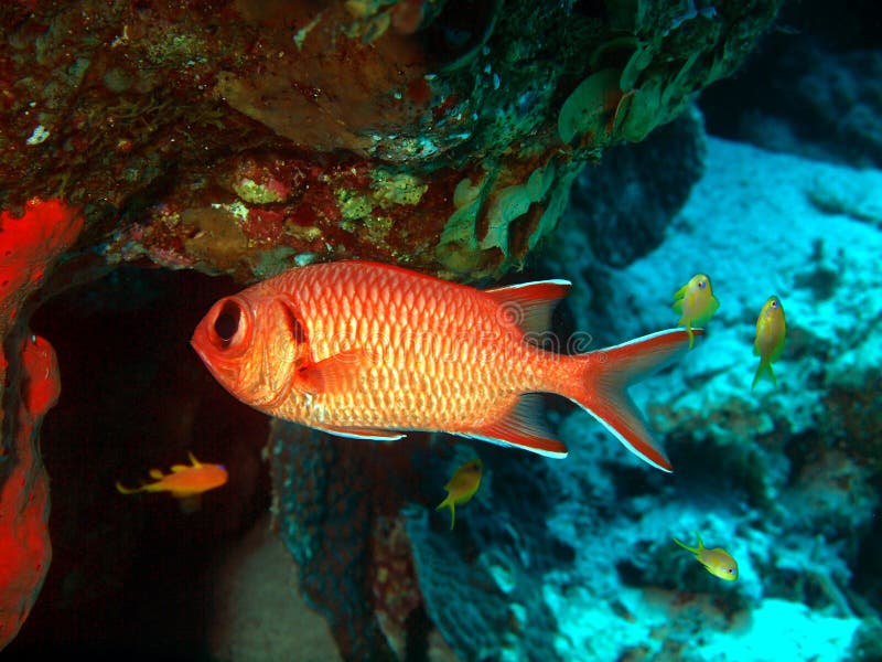 Fish-soldier stock photo. Image of nature, water, animal - 25812158