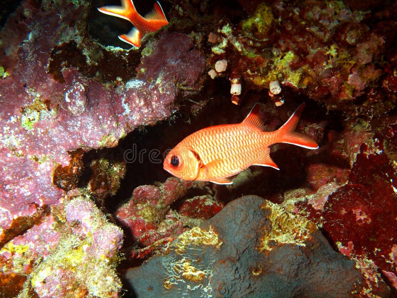 Fish-soldier stock image. Image of world, tropic, animal - 27367031
