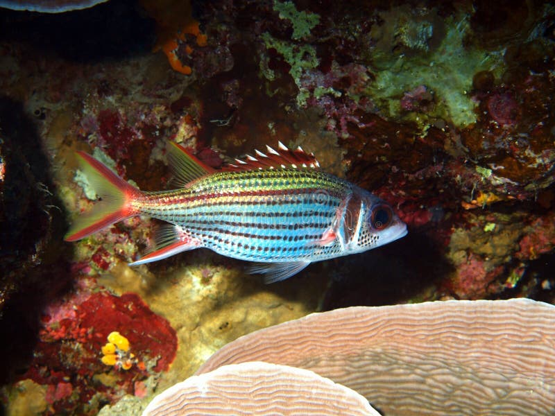 Fish-soldier stock image. Image of world, tropic, animal - 27367031