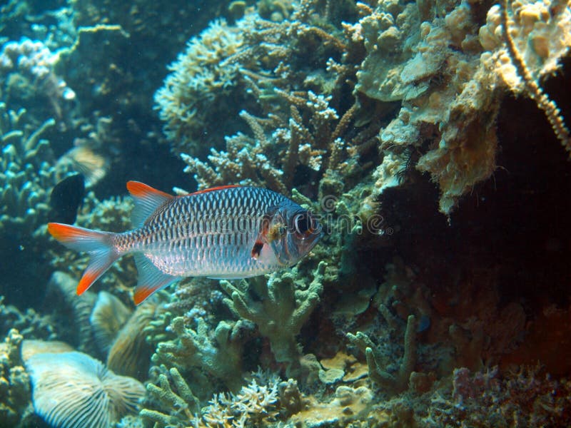 Fish-soldier before the Shelter Stock Image - Image of trang, fish ...