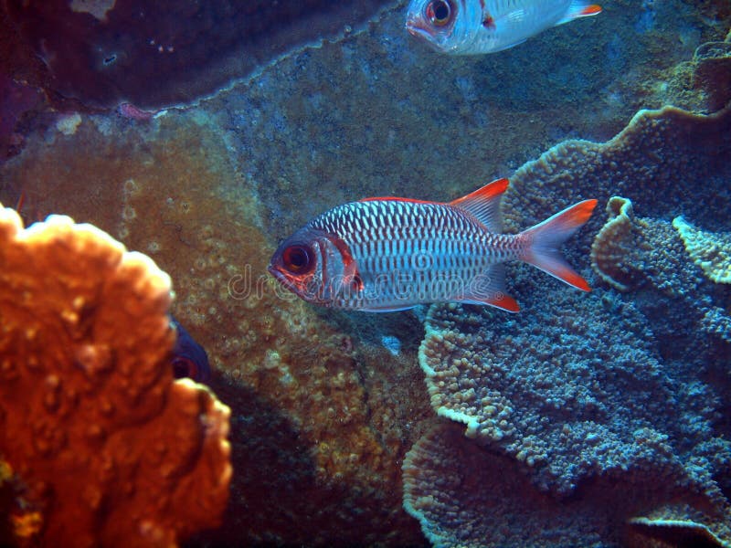 Fish-soldier stock image. Image of world, tropic, animal - 27367031