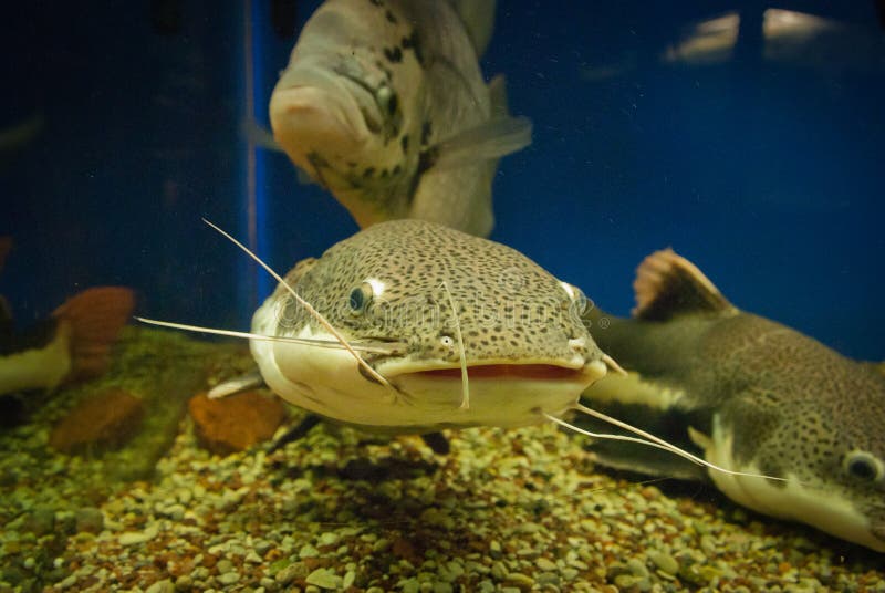 Fish som stock photo. Image of mustache, closeup, speckled - 63943968