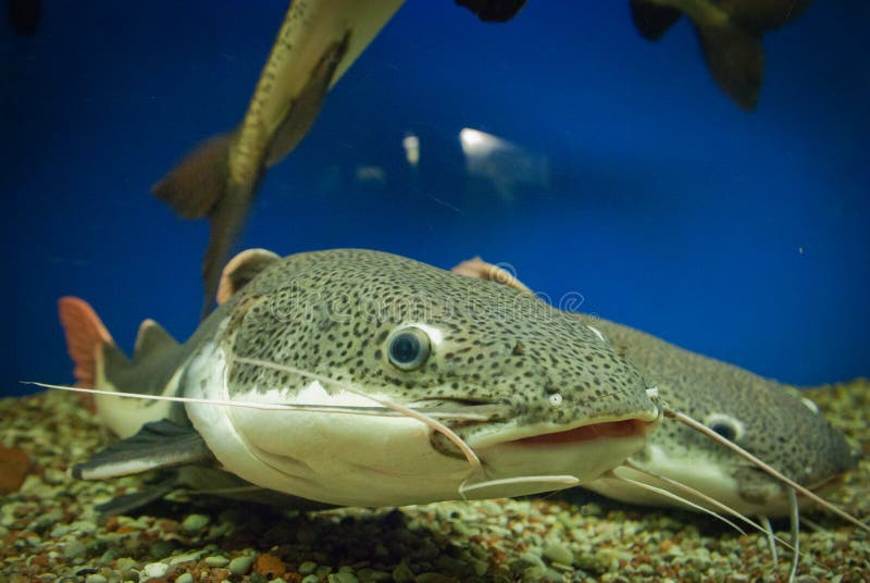 Aquarian catfish stock image. Image of aqueous, albino - 44371111
