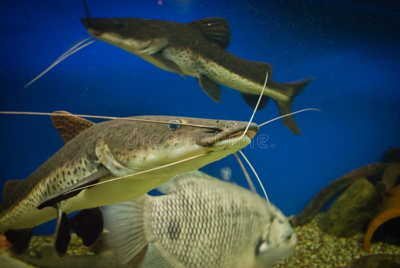 Fish som stock photo. Image of golden, live, aquatic - 63944326