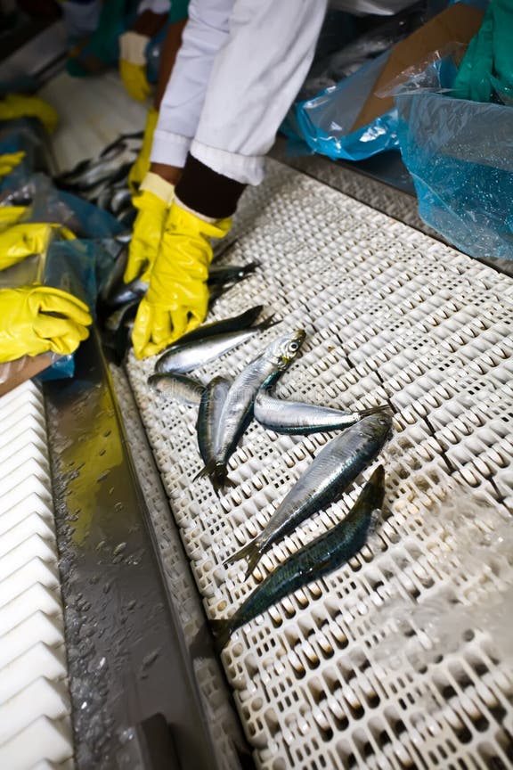 Fish sorting stock image. Image of body, plenty, industry - 13646585